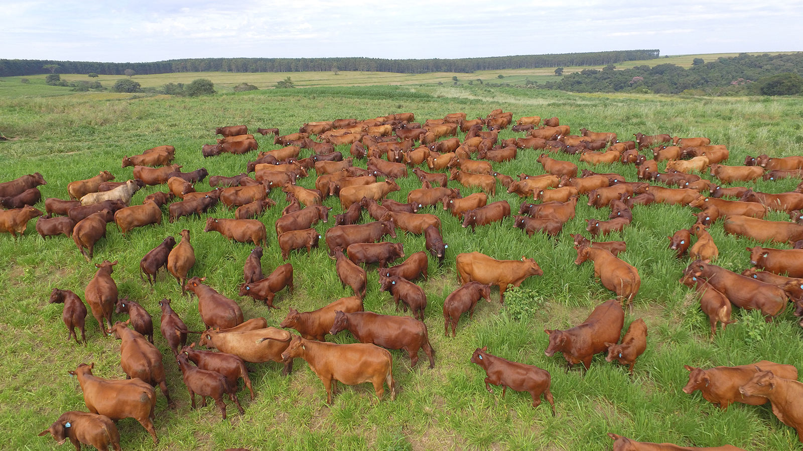 O que é estação de monta?